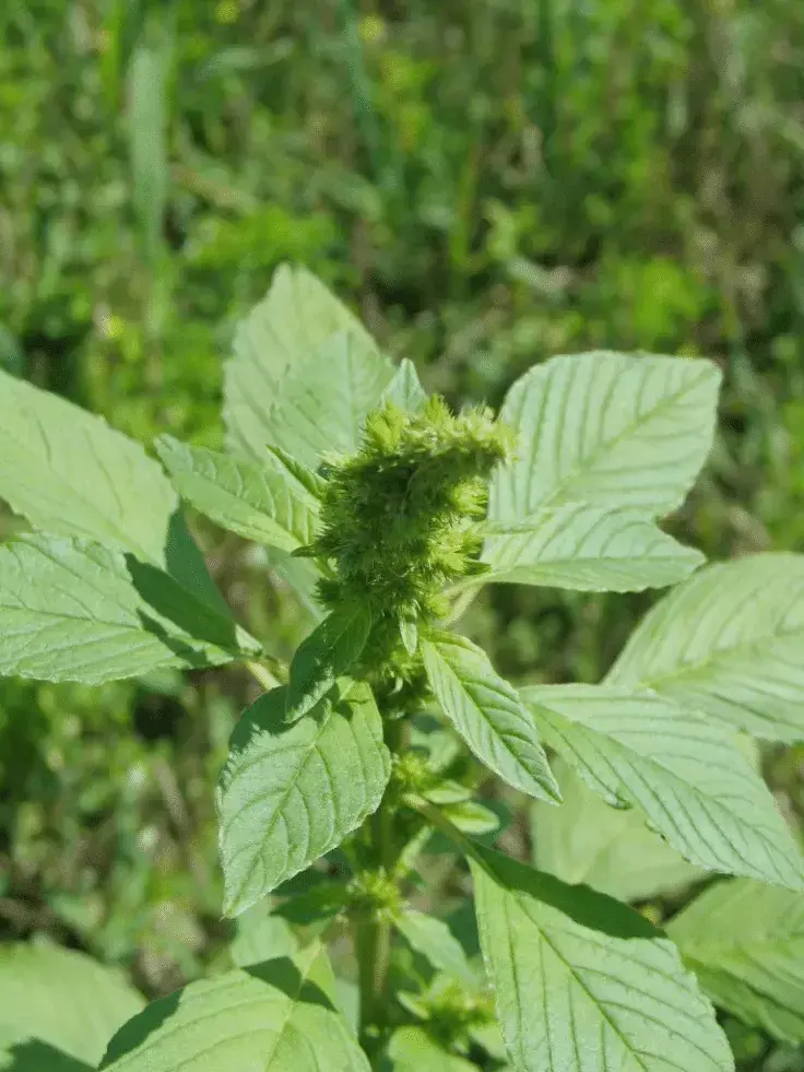 10 Remarkable Health Benefits of Pigweed Greens You Need to Know