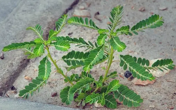 The Stone Breaker Plant: Nature’s Remedy for Kidney Stones