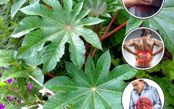 Everything You Need to Know About the Healing Properties of Castor Leaves