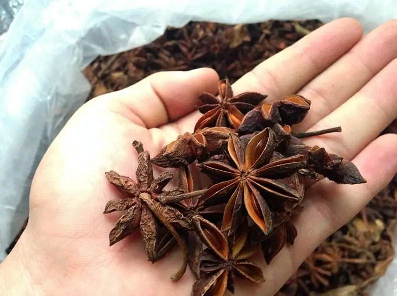 From Seed to Spice: A Complete Guide to Growing Anise at Home in Containers