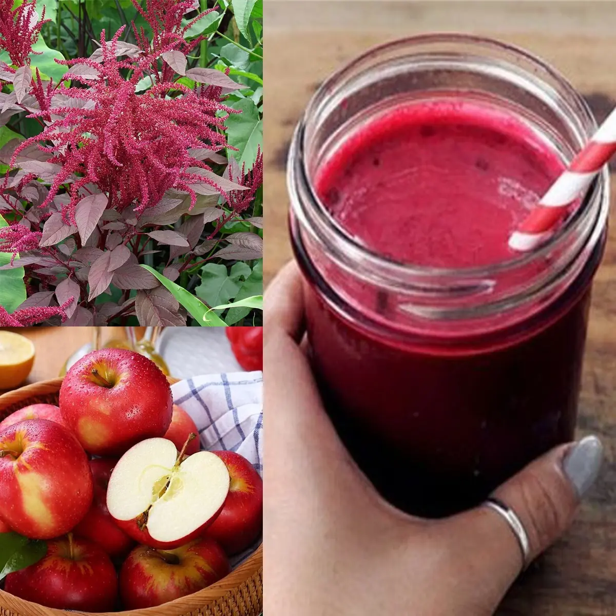 Bledo Blanco: The Superfood and Brain Oxygenator That’s Overlooked by Many