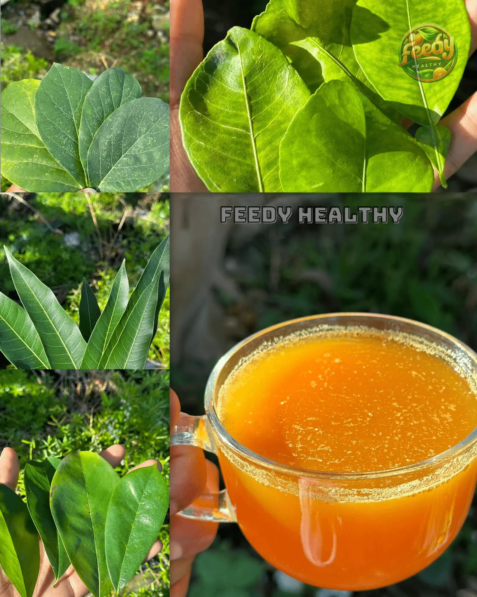 The Four Leaves That Eliminate Diabetes, Cancer, Fatty Liver, Poor ...