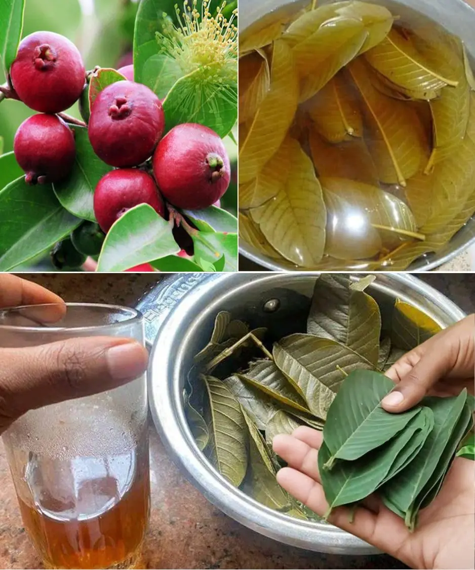 16 Incredible Benefits of Guava Leaves