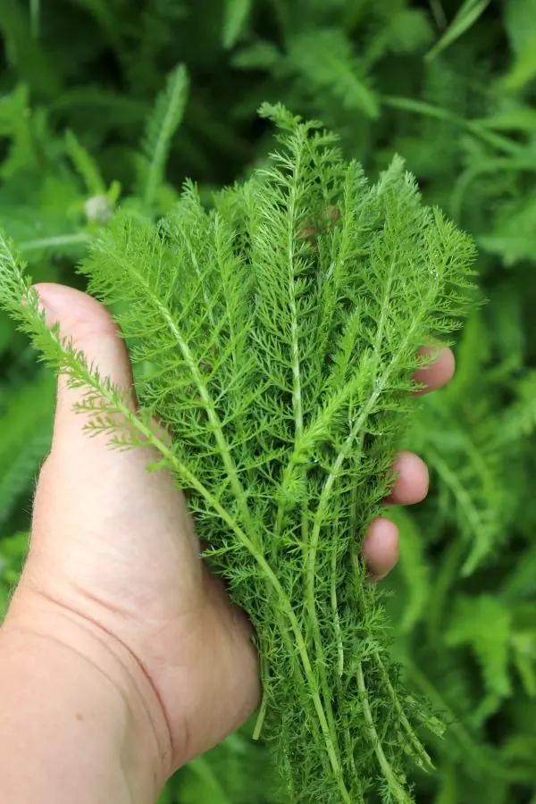 Yarrow: A Natural Herb with Powerful Health Benefits