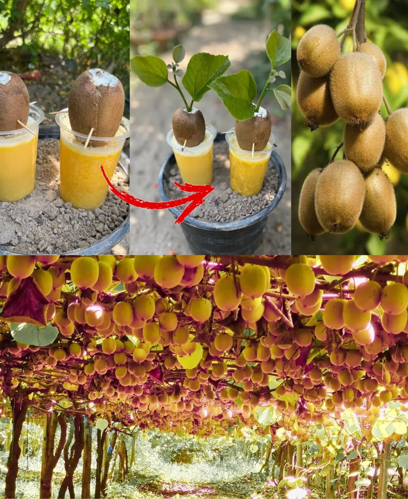 Growing Kiwi Trees in Water with Apple and Aloe Vera: A Simple Guide to Harmonious Cultivation