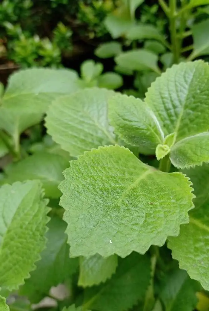 13 Reasons Why Oregano (Orégano Orejón) Should Be a Staple in Your Home 👇👇👇