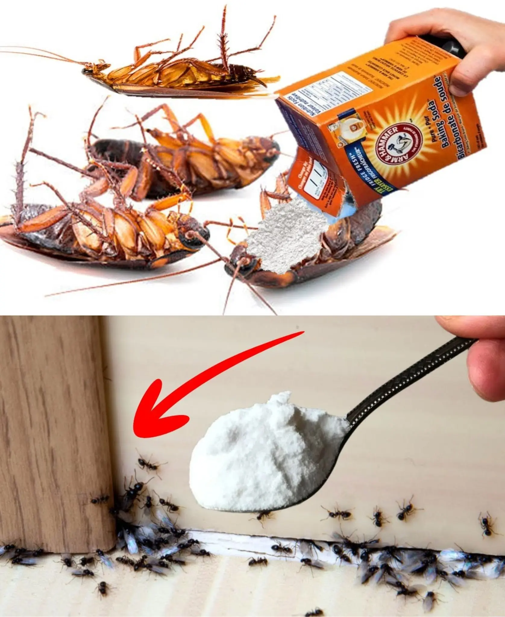 House invaded by cockroaches , how to clean the floor to eliminate them ...