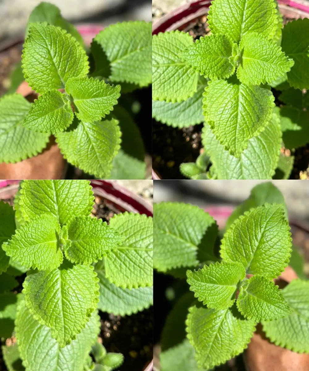 The Plant That’s Replacing the Ophthalmologist: A Natural Remedy for ...