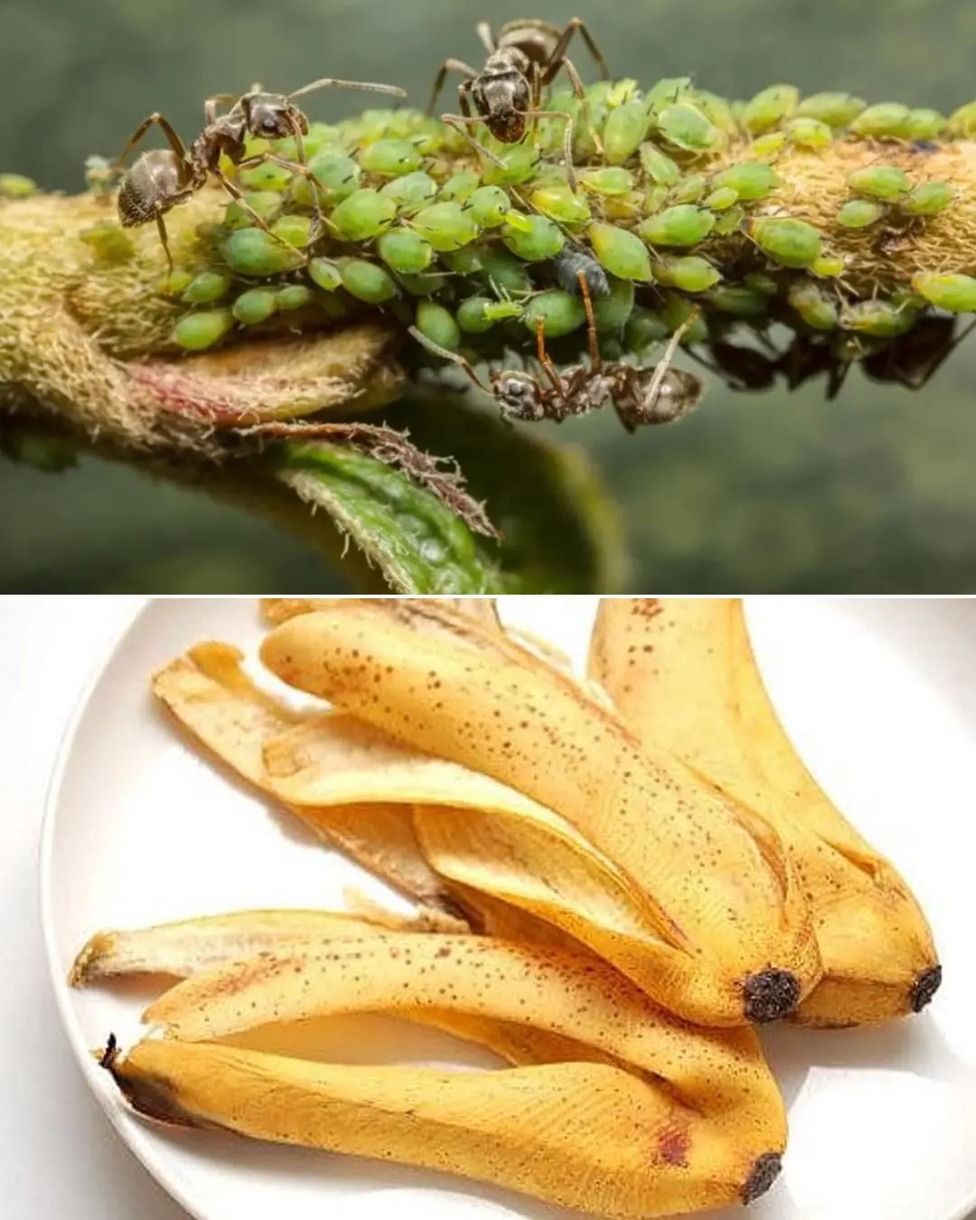 Banana Peels as a Natural Ant Repellent: A Safe and Eco-Friendly Solution
