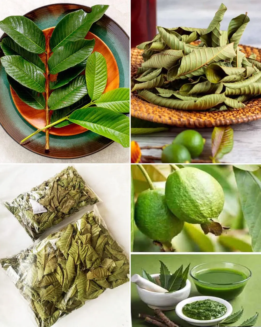 The Hidden Benefits of Guava Leaves: Nature’s Secret Remedy