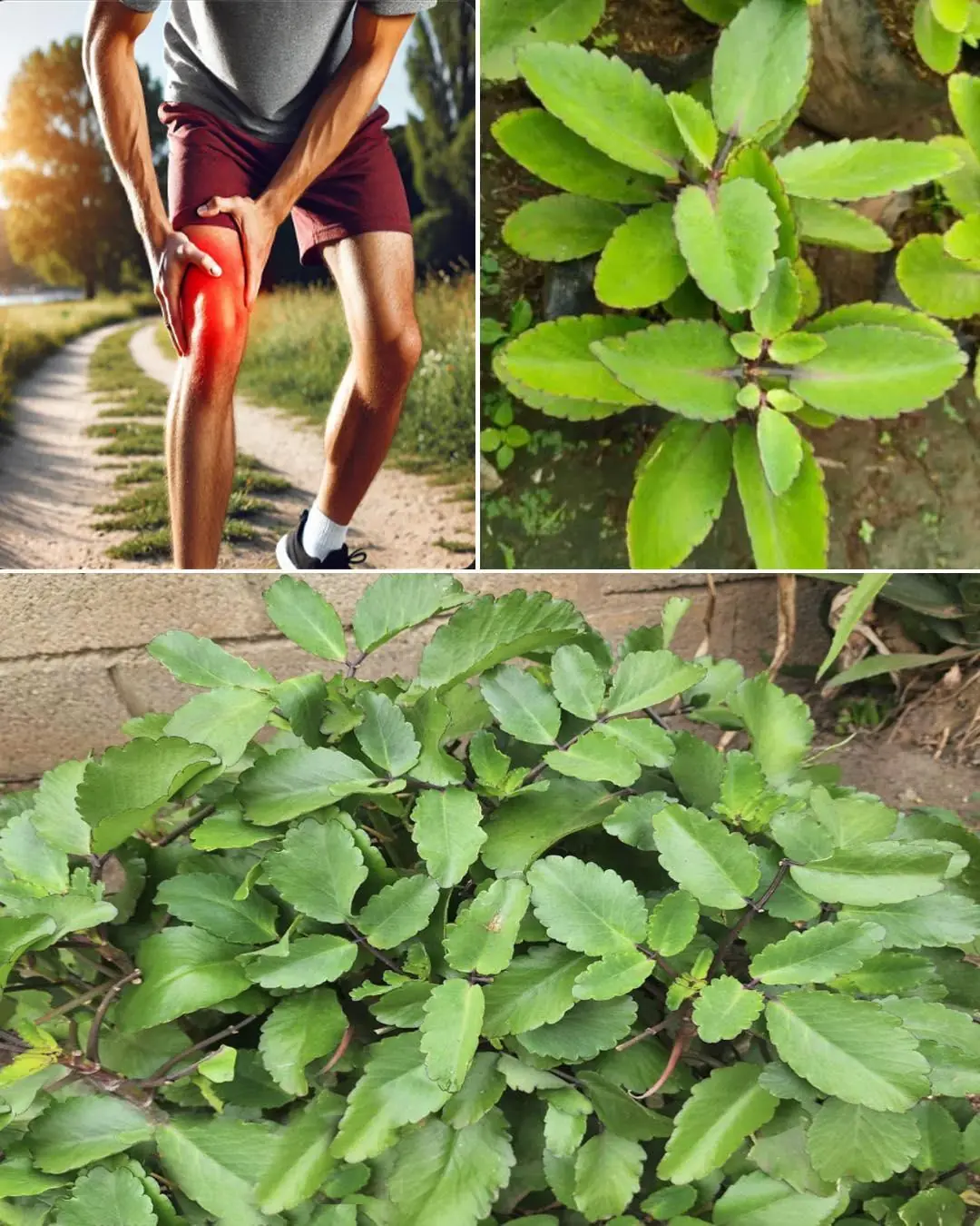 The Incredible Benefits of the Miracle Leaf of Life