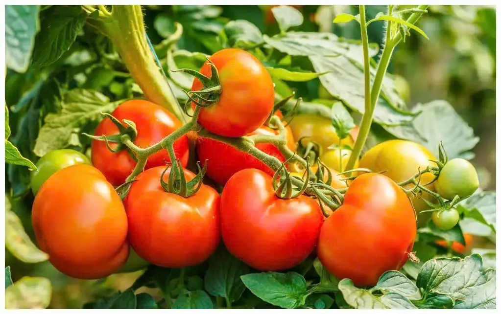 Why Are Tomatoes So Hard Nowadays and Stay Fresh for Weeks? Here’s the ...