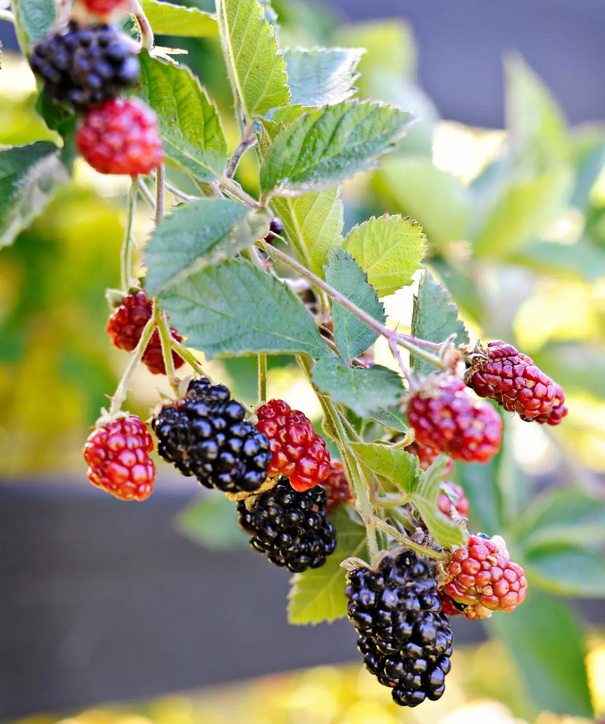Always Keep Mulberries and Raspberries at Home: Do They Really Nourish ...