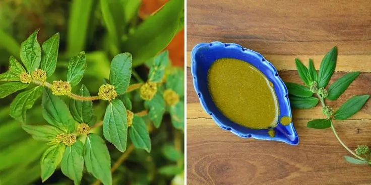 This Miracle Plant Can Cure More Than You Think: It eases breathing ...