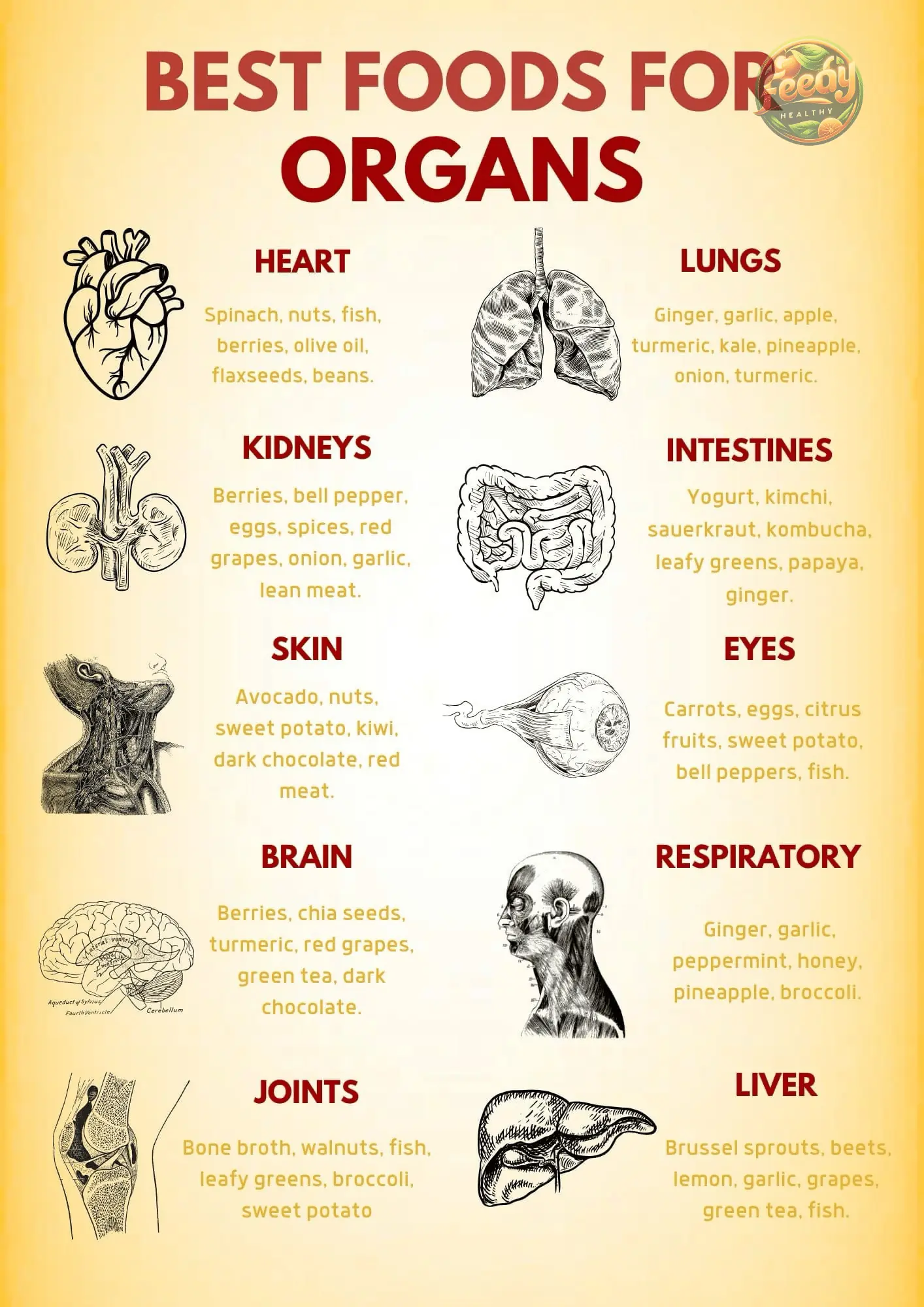 Best Foods for Your Organs