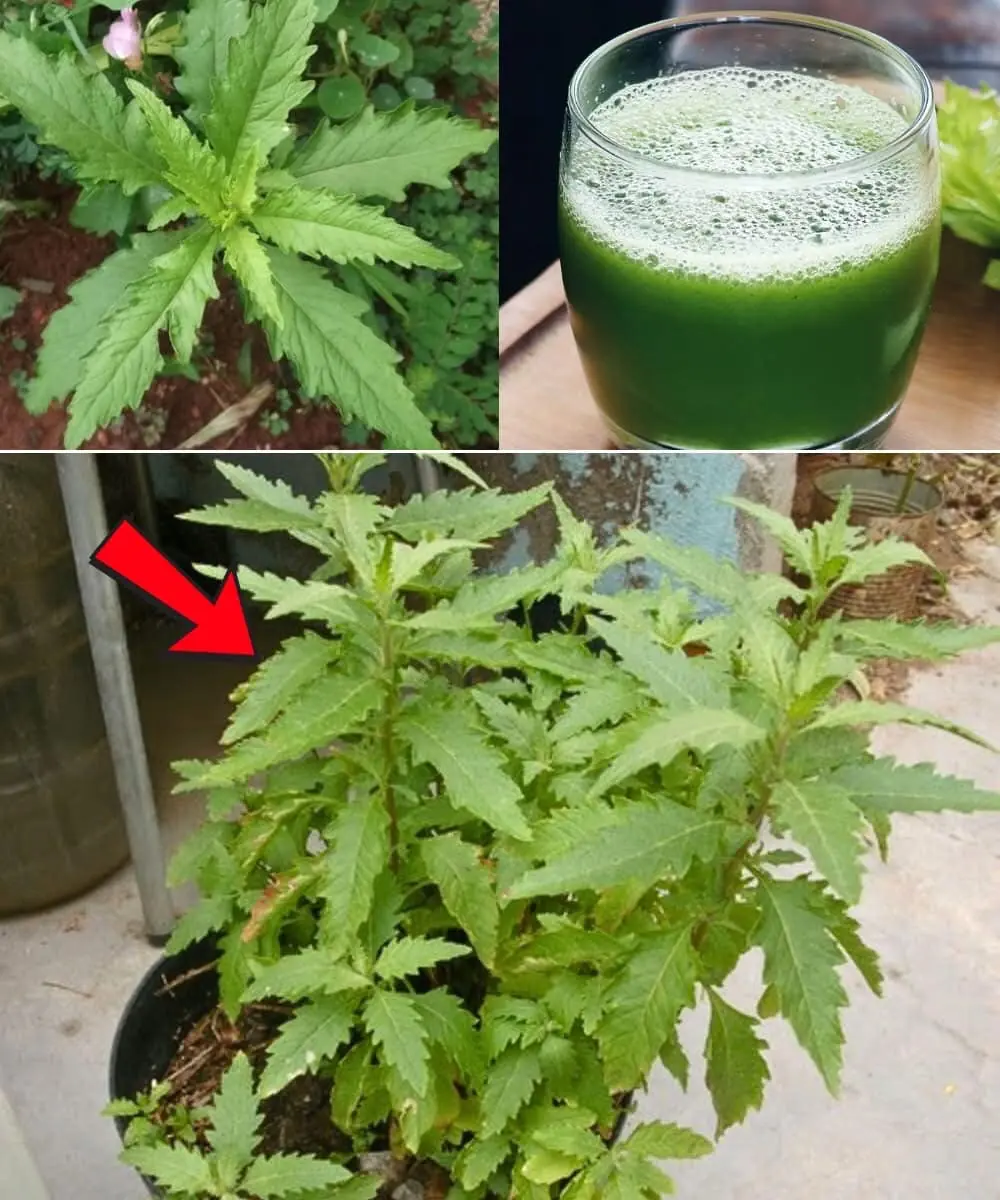 🌿 Epazote: The Herbal Treasure of Mesoamerica
