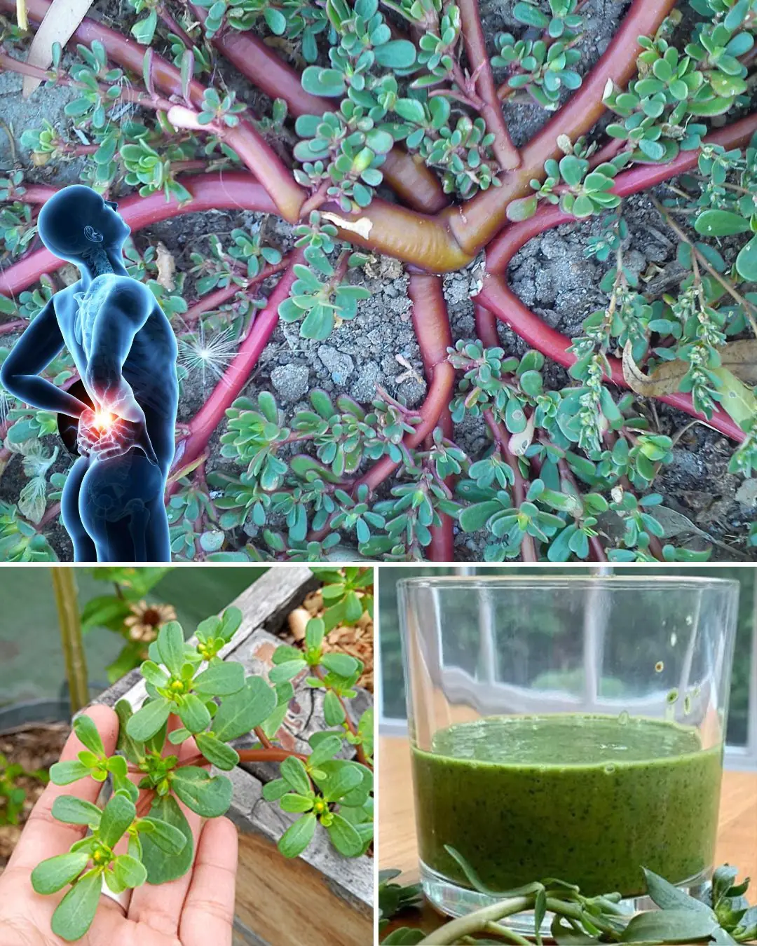 The Benefits of Purslane and How to Use It Properly