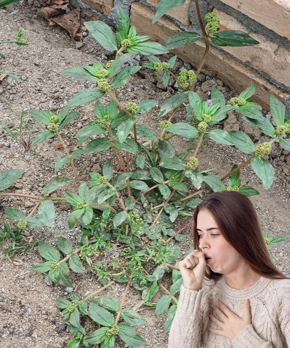 Euphorbia Hirta: Nature's Remedy for Respiratory and Immune Health