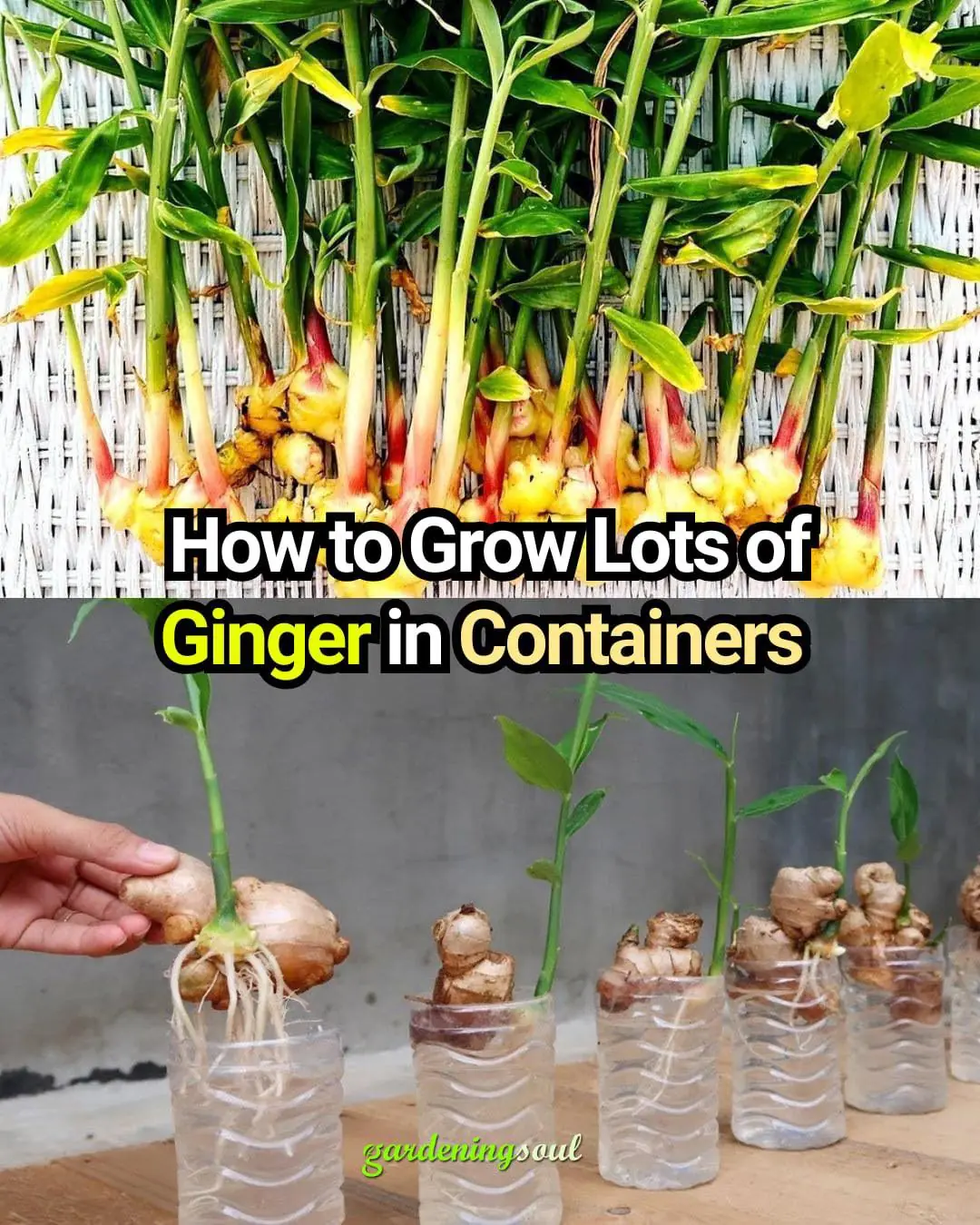 How to Grow Lots of Ginger in Containers