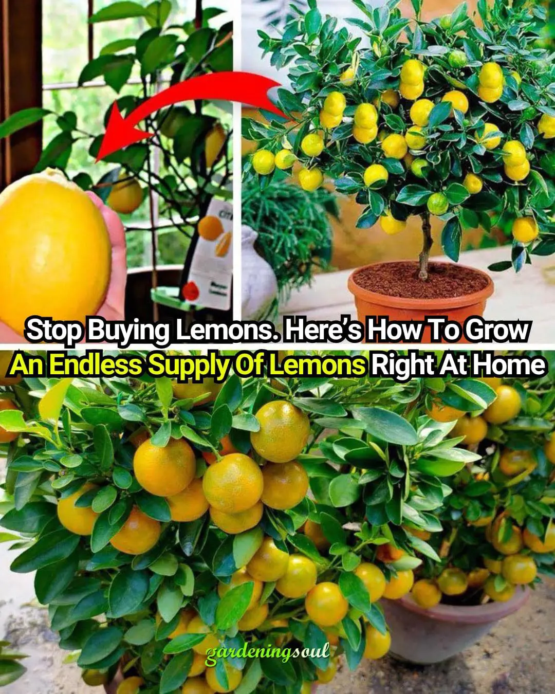 Stop Buying Lemons. Here’s How To Grow An Endless Supply Of Lemons ...