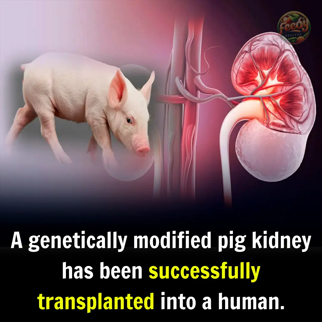 A genetically modified pig kidney has been successfully transplanted ...
