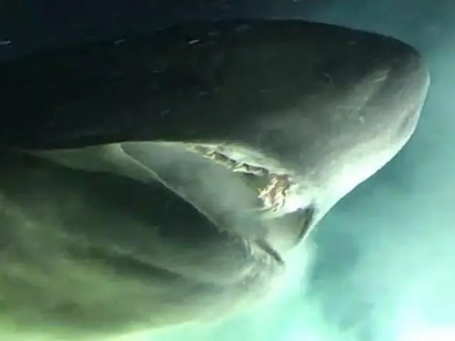 Incredible Footage Captures Moment Submarine Encounters Ancient Deep ...